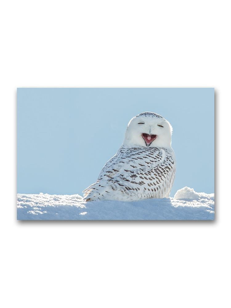 Snowy Owl Yawning Poster -Image by Shutterstock - Walmart.com