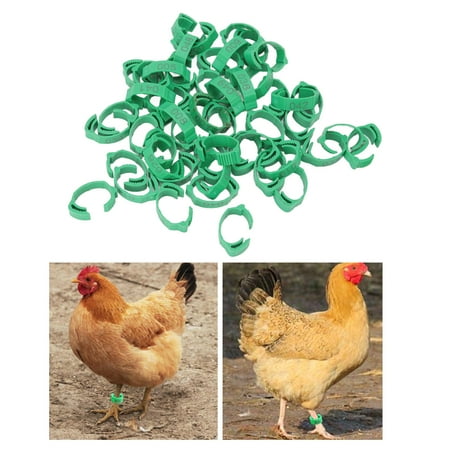 Chicken Identification Bands, Retractable Bird Leg Rings Green for ...