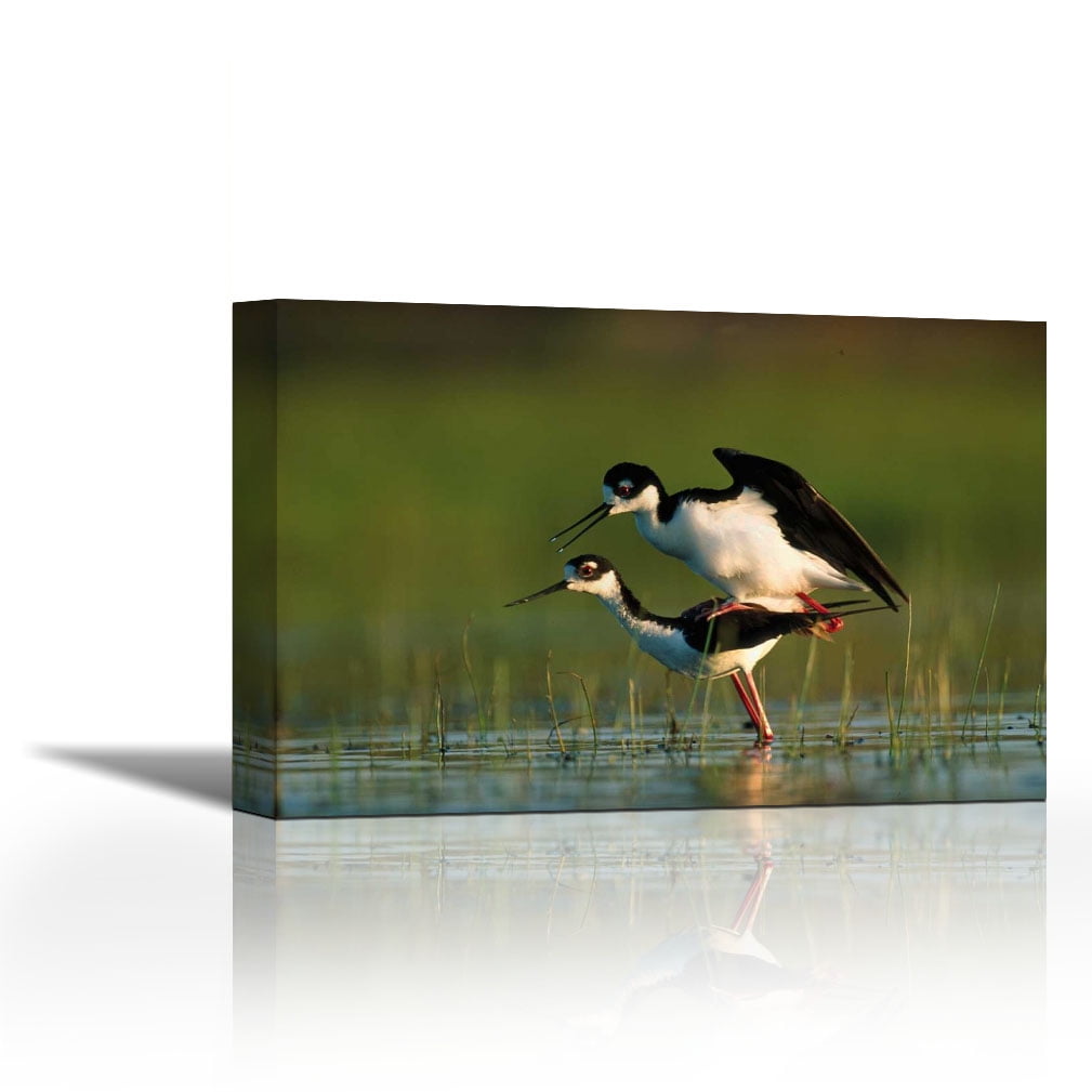 Black-necked Stilt couple mating, North America - Contemporary Fine Art ...