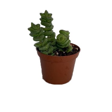 Alien Ice Plant - Delosperma lehmannii - 2.5" Pot - A Real Cool ...