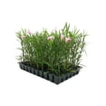 Pink Mexican Petunia 60 Live Plants Ruellia Brittoniana Drought ...