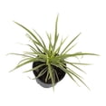 Altman Plants 1Gal Liriope Aztec Live Plant - Walmart.com