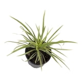 Altman Plants 1Gal Liriope Aztec Live Plant - Walmart.com