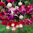 2 Mix Fuchsia Plants Live, Hardy Fuchsia Flower for Hanging Baskets And ...