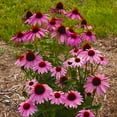 Prairie Splendor Coneflower - Echinacea - Outdoor Full Sun Perennial ...