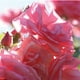 Heirloom Roses - Bantry Bay® Climbing Roses Rose Plant - Walmart.com