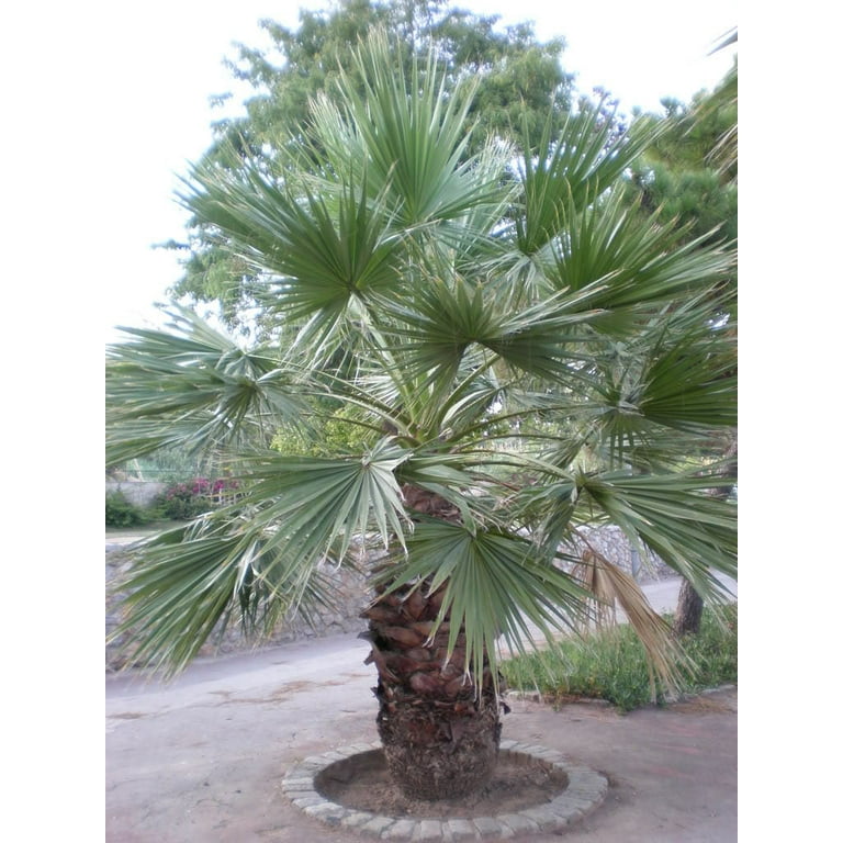 Washingtonia Robusta Seedling
