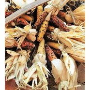 100 Seeds Colorful Ornamental INDIAN CORN WAMPUM Zea Mays Vegetable ...