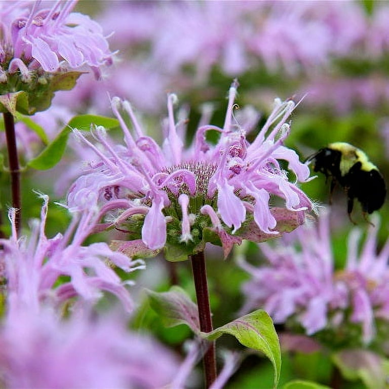 Purple Bee Balm Plant
