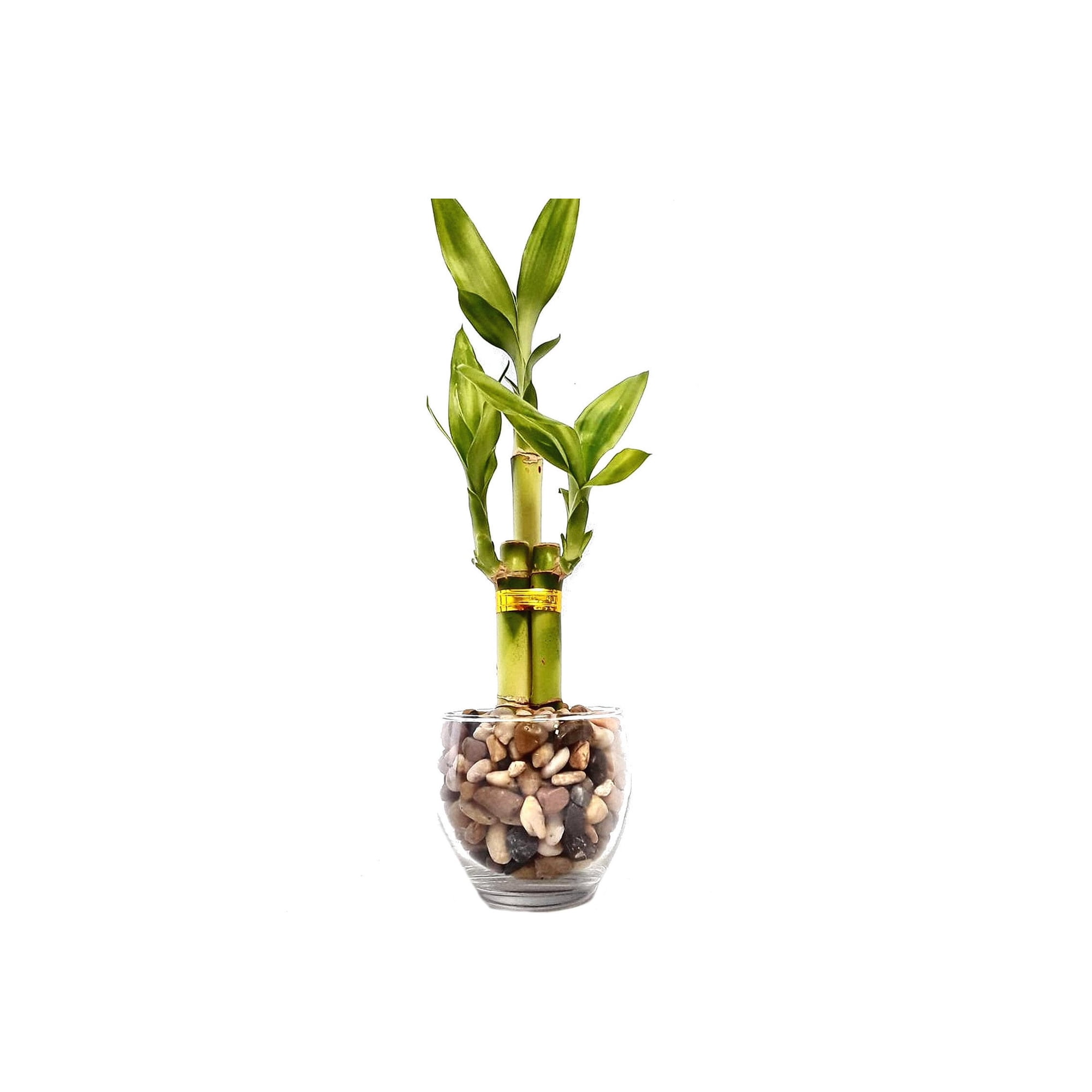 Mini Lucky Bamboo Plants