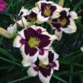 Daylily Plant, Flowering Perennial Starter Plants, Garden Can Be Potted ...