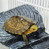 BESTSKY Reptile Habitat Accessories,Aquarium Decoration Ornament ...