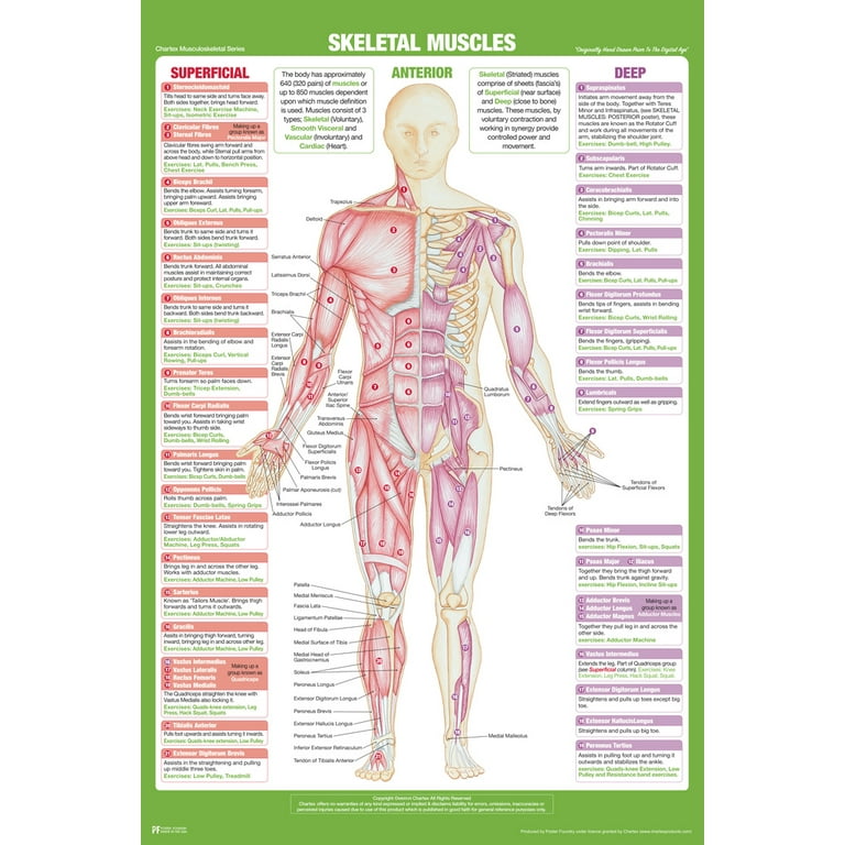 Inside The Human Body Diagram