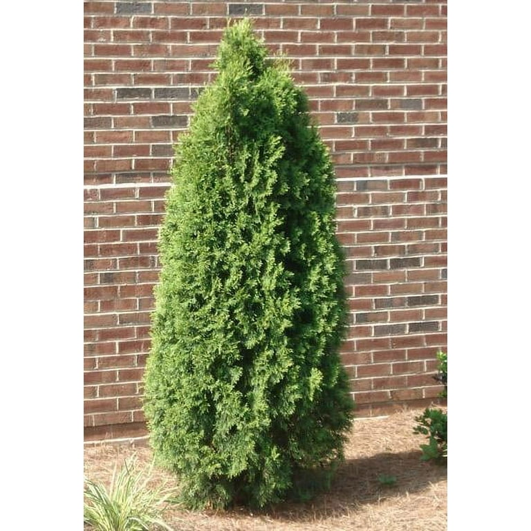 Thuja Occidentalis Emerald