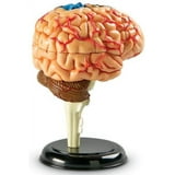 Learning Resources Brain Anatomy Model, Plastic, 31 Pieces - Walmart.com