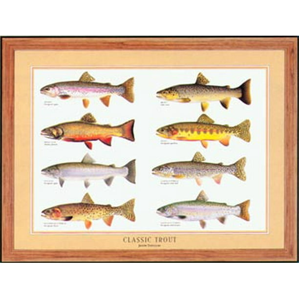 Classic Trout Poster | Identification Chart Joseph Tomelleri's ...