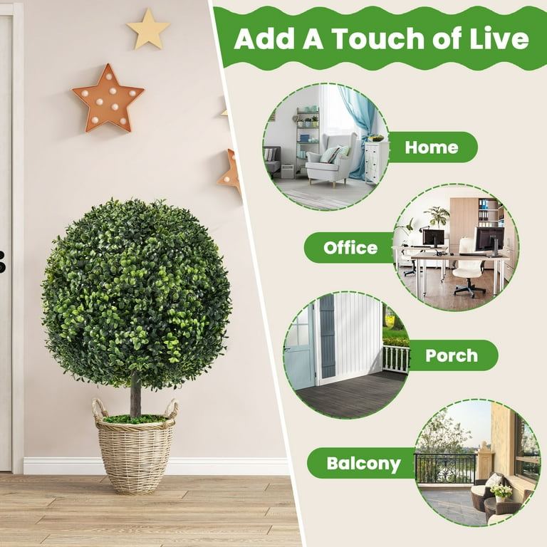 Live Boxwood Topiary