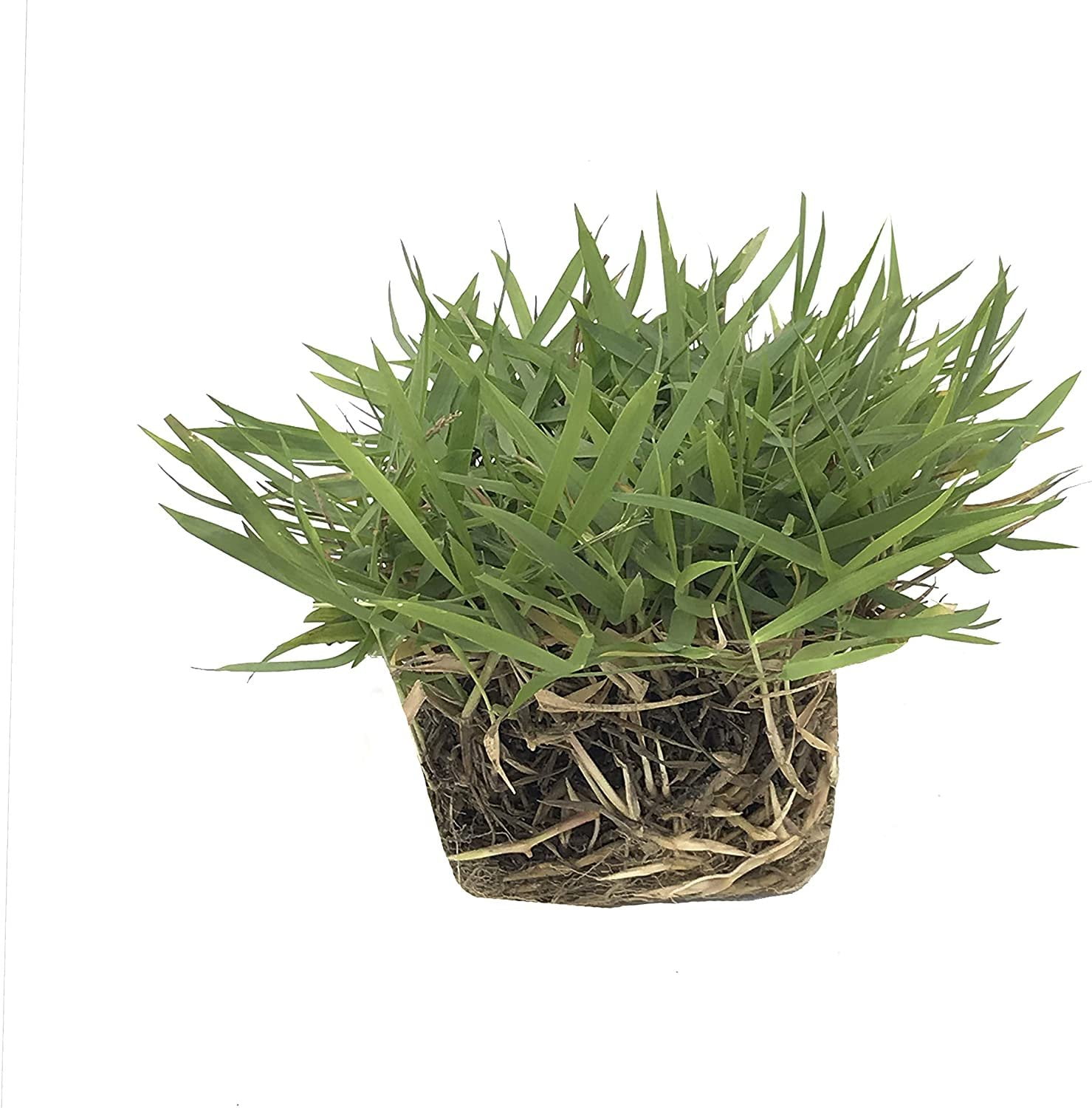 Zoysia Sod Plugs - 36 Large 3" x 3" Plugs - Drought, Salt & Shade ...
