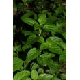 Mojito Mint Plant - Mentha villosa - Grow Indoors or Out - Live Plant ...