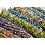 Glass Gem Corn Seeds - 75 Seeds - Beautiful Rainbow Colored Heirloom ...