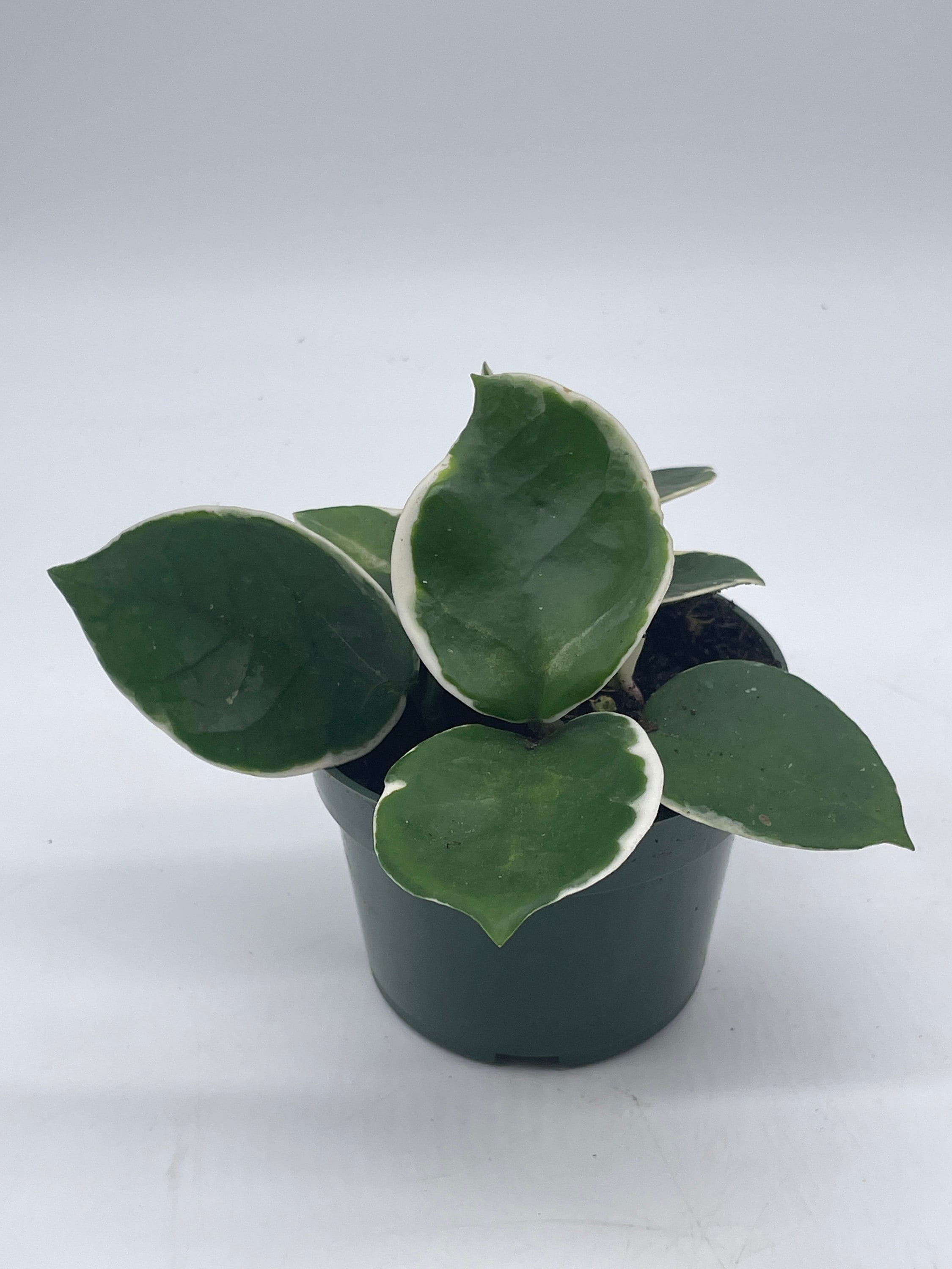 Variegated Wax Plant