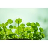 50 SPADELEAF Edible Coinwort Centella Asiatica Gotu Kola Herb Pink ...
