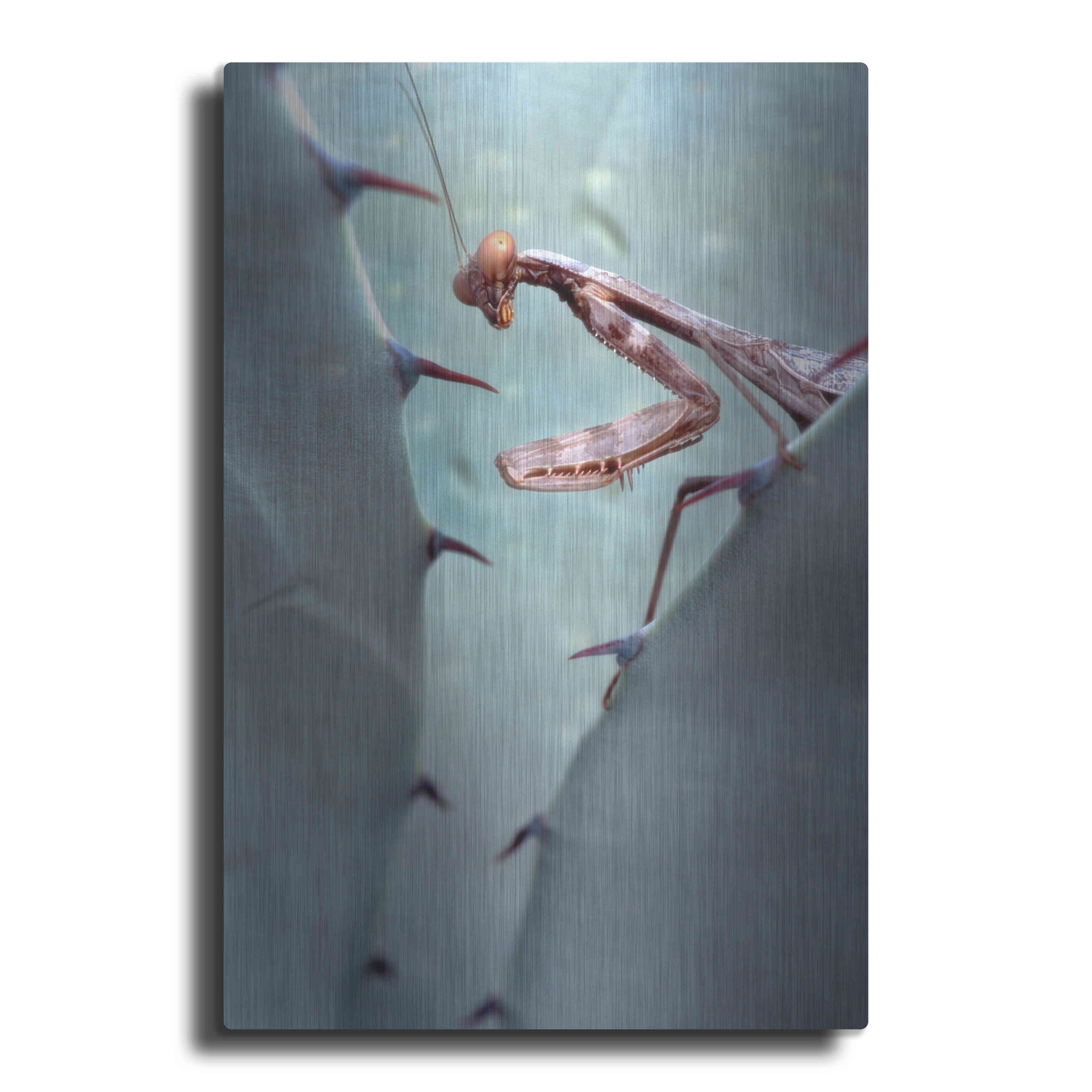 Luxe Metal Art 'Mantis Agave' by Thomas Haney, Metal Wall Art, 12"x16 ...