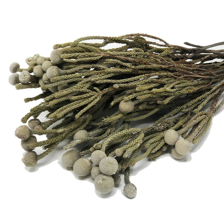 Silver Brunia Berries