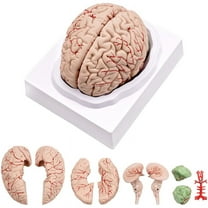 Human Brain Model Anatomy, 1:1 Life-Size 9-Part Detachable Brain with ...