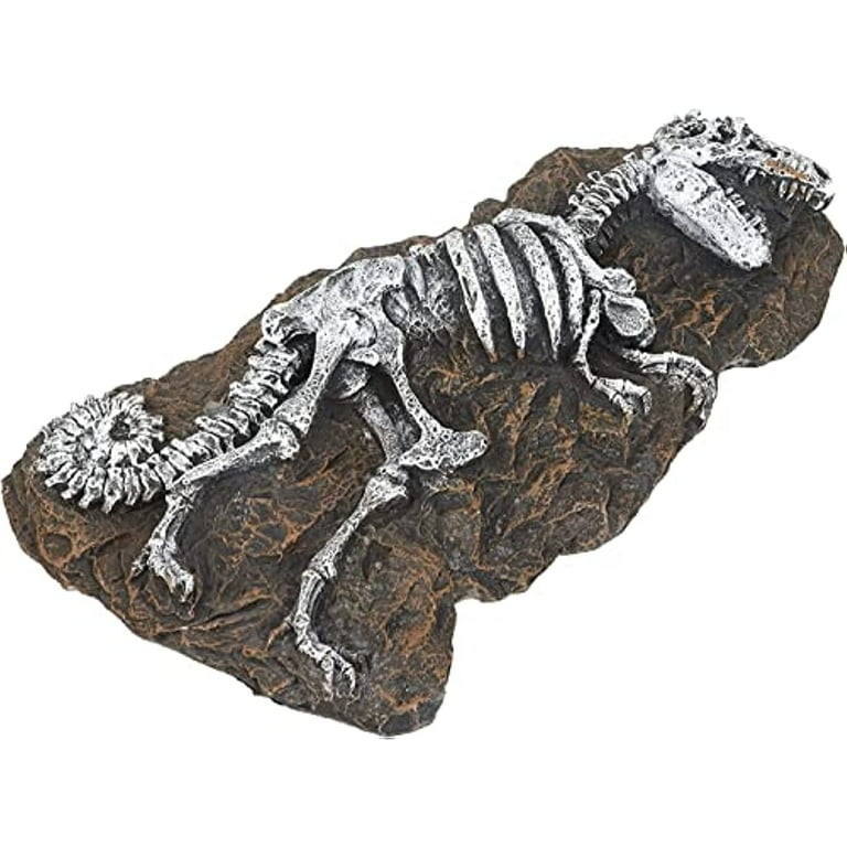 Ankylosaurus Skeleton Fossil