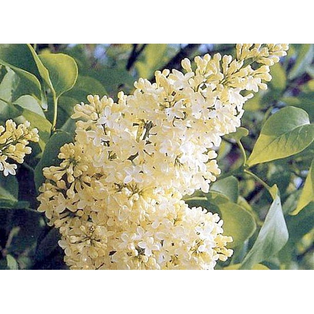 Primrose French Lilac - Syringa - First Yellow Lilac - 4" Pot - Walmart.com