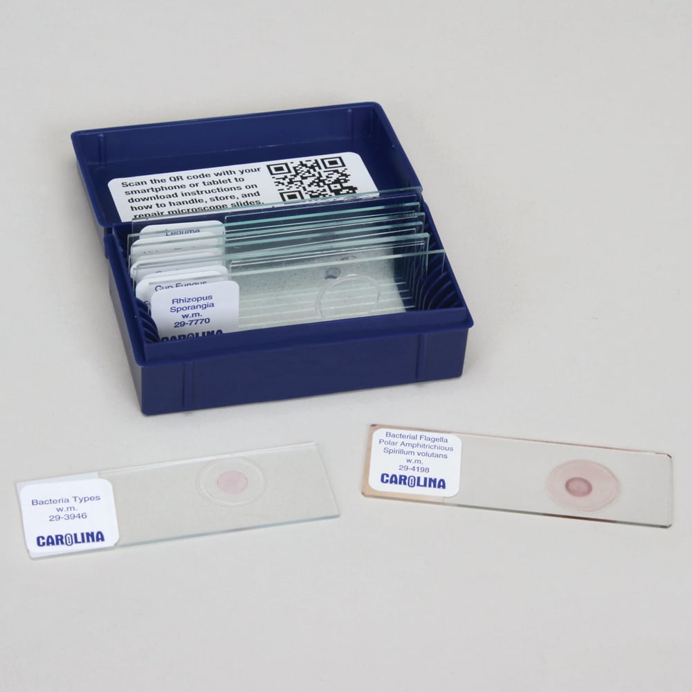 Bacteria And Fungi Microscope Slide Set - Walmart.com