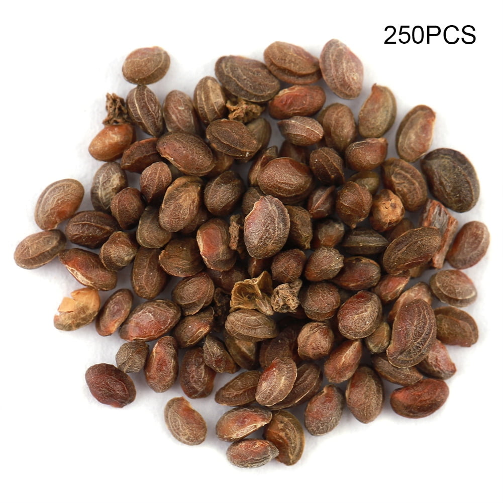 5 semillas biodegradables de frambuesa roja para proyectos de ...