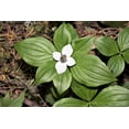 Seedville USA 15 Western Bunchberry Seeds, Alaskan Dogwood, White ...