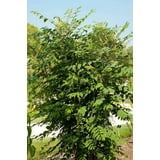7 BLUE SAUSAGE FRUIT Edible & Ornamental Decaisnea Fargesii Tree Shrub ...