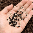 Midnight Bule Hostas For Planting Cultivation-(Non-Artificial)-Easy to ...