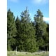 30 Mexican WEEPING PINE TREE Evergreen Pinus Patula Seeds - Walmart.com