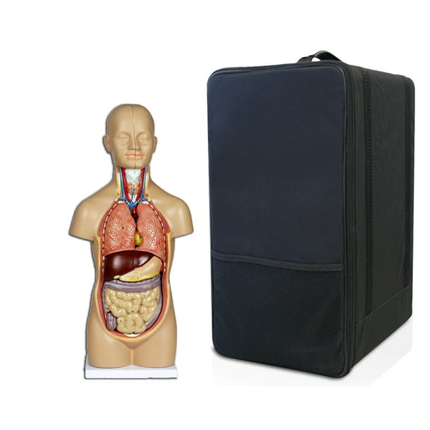 Isaac Technologies IC-B10106-CC100 12 Parts Sexless Human Torso ...