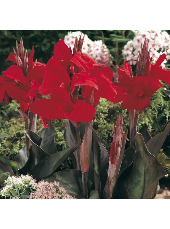 Canna Lily Bulbs in Plant Bulbs - Walmart.com