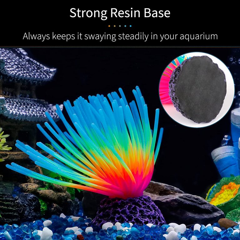 Rainbow Betta