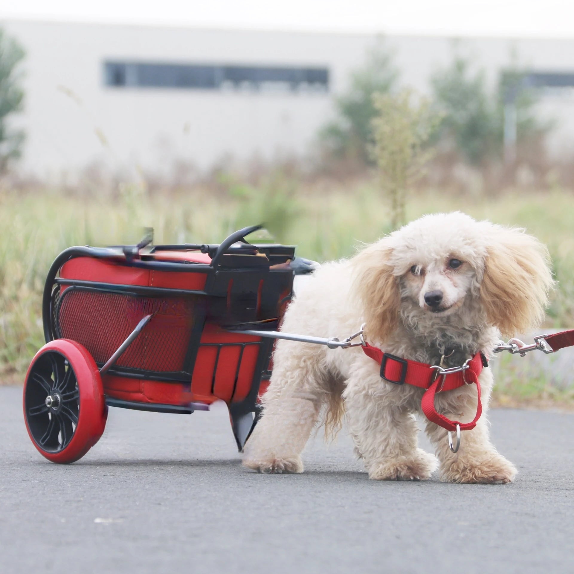 Small dog trailer Shopping cart Pulling cart Pulling cart Two wheeled ...