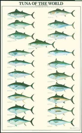 Tuna Poster and Identification Chart - Tuna of the World. Fish Wall Art ...