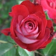 Heirloom Roses - Fragrant El Catala Hardy Rose Bush - Red Rose Flowers ...