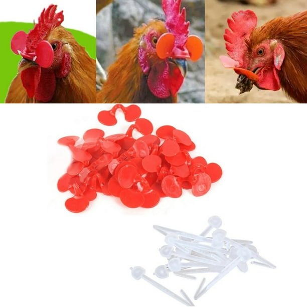 Gafas de ojo de pollo de 100 piezas, gafas antipicoteo para pollos ...
