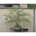 Weeping Willow Bonsai Live Tree, Ready to Plant Dwarf - Walmart.com