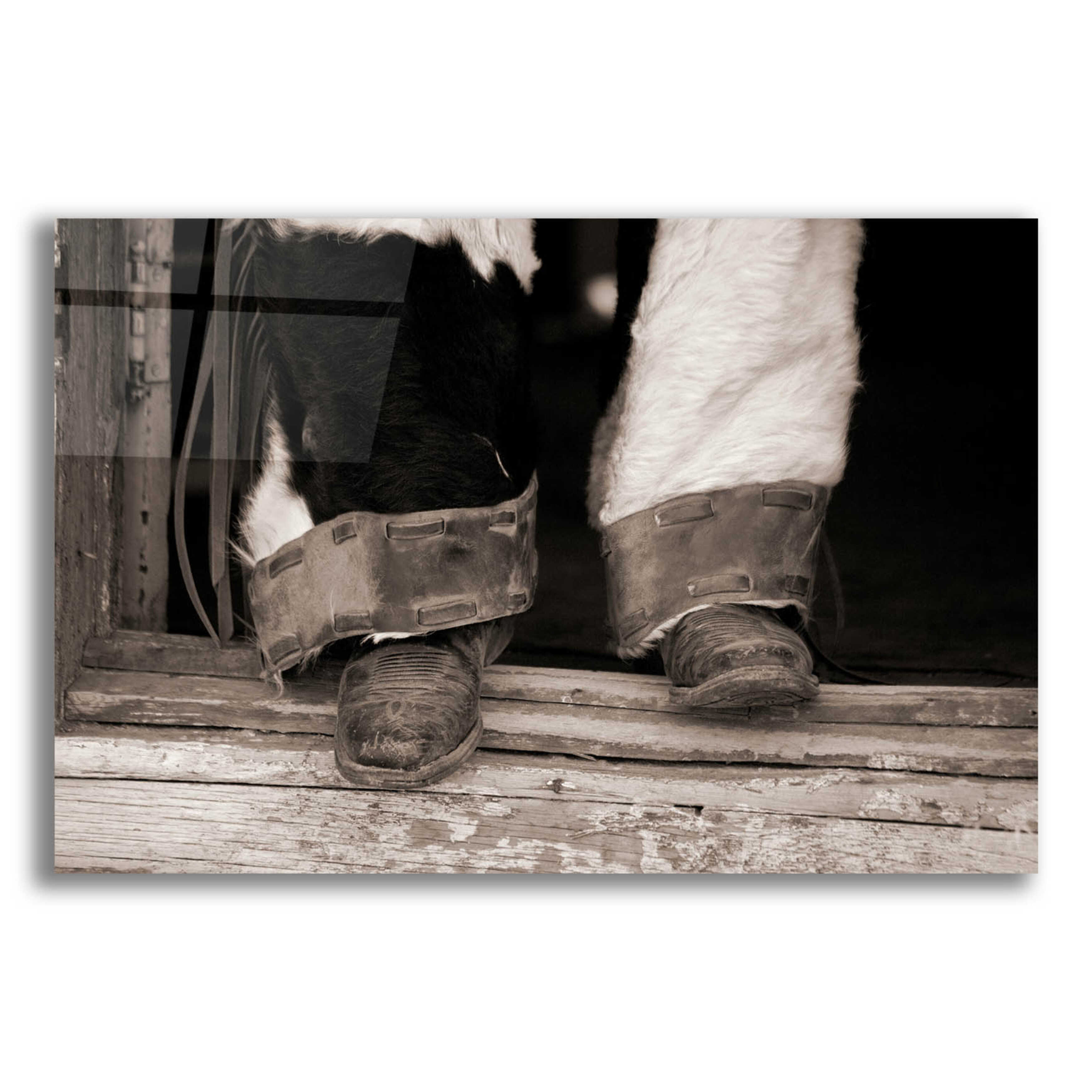 Epic Art 'Furry Chaps' by Lisa Dearing, Acrylic Glass Wall Art, 24"x16 ...