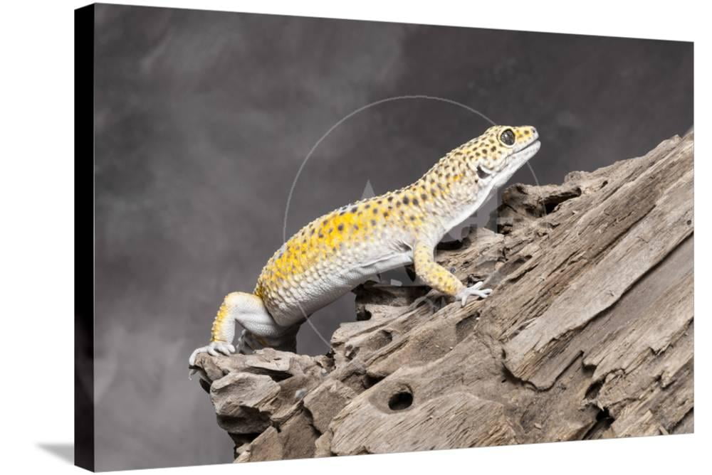 Closeup of Leopard gecko Eublepharis macularius) in forest, Animals Stretched Canvas Wall Art ...