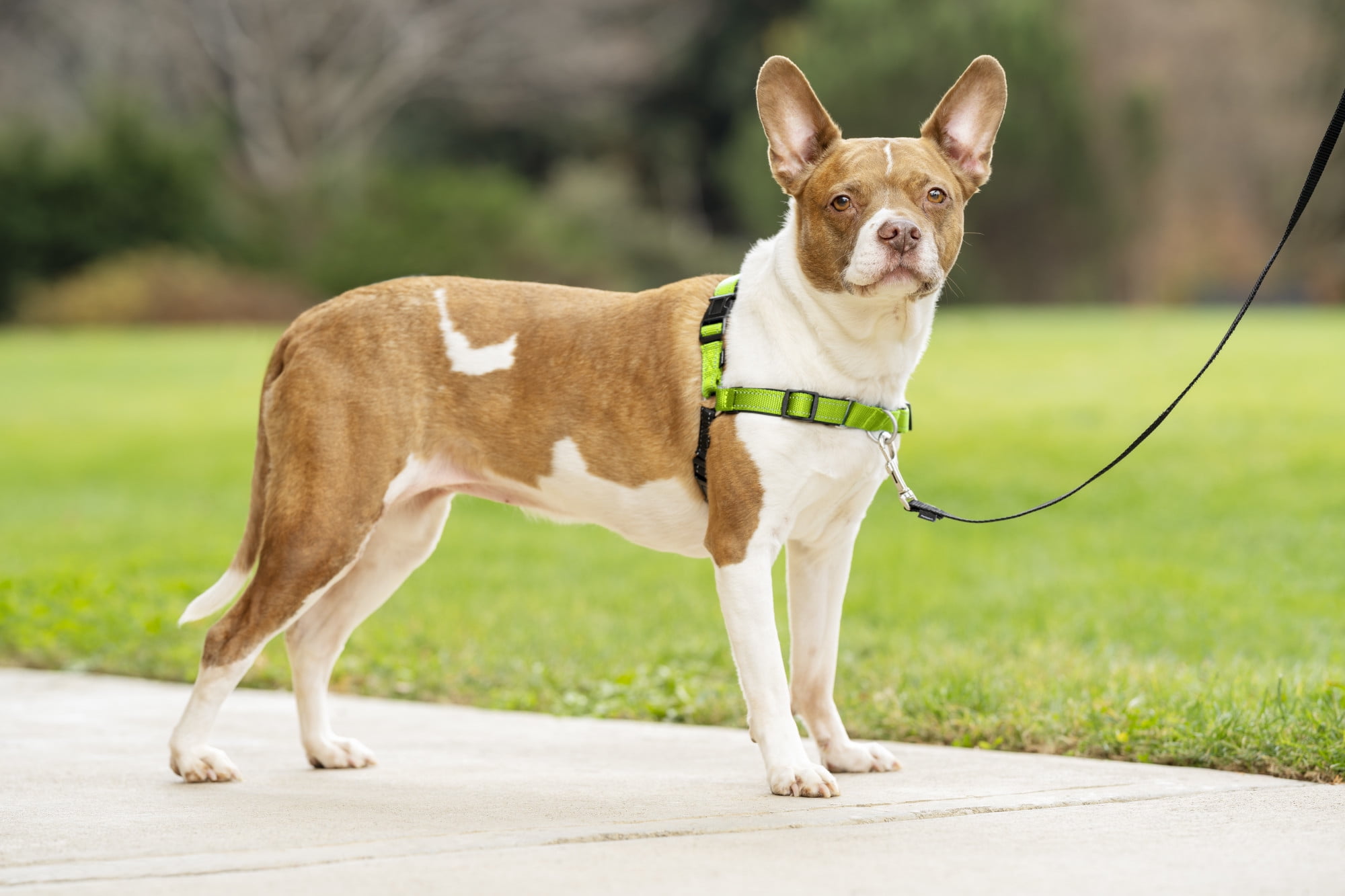 PetSafe Easy Walk No Pull Dog Harness, Small Petco