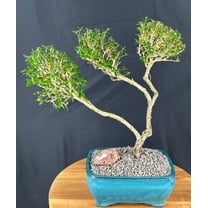 Chinese Flowering White Serissa Bonsai Tree – Indoor Flowering Bonsai ...