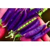 Purple Pod Pea Seeds for Planting - 15 Rare Seeds - Heirloom and Non ...